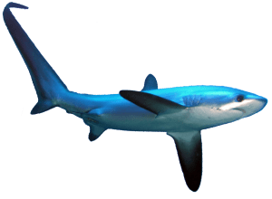 Τα ψάρια της Μεσογείου