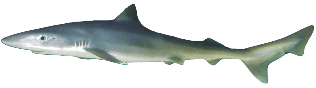 Τα ψάρια της Μεσογείου