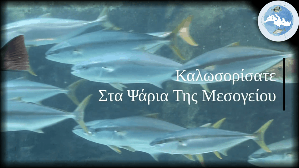 Τα ψάρια της Μεσογείου